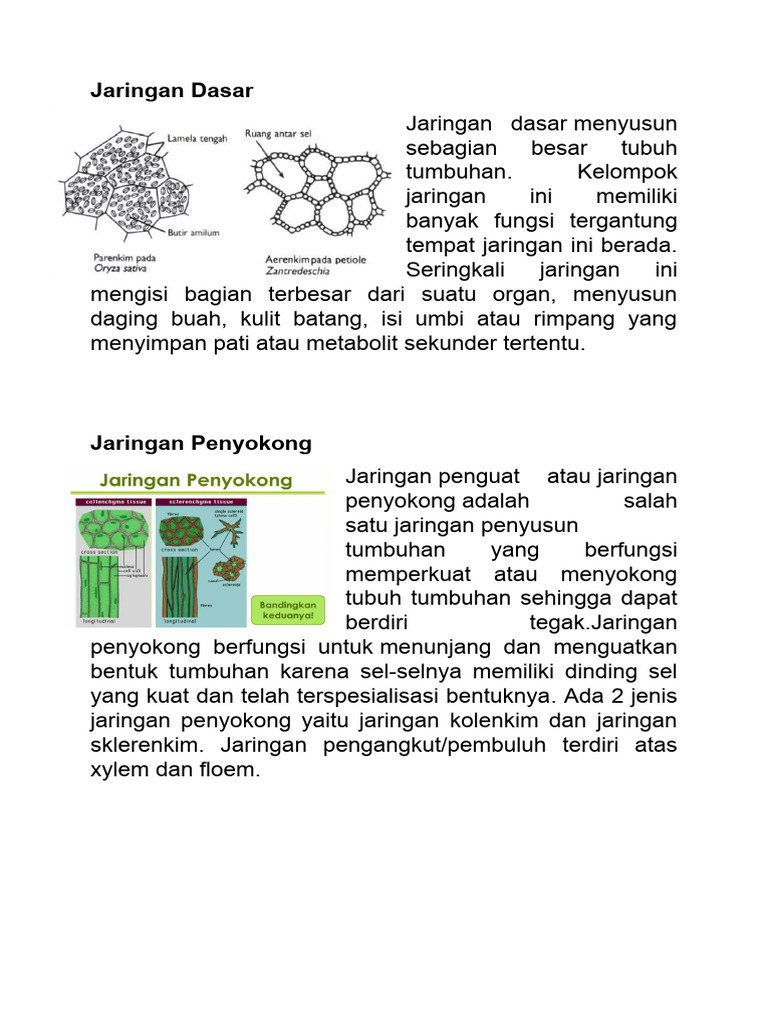 Jaringan Dasar dan Penyokong Tumbuhan | PDF | Sains & Matematika