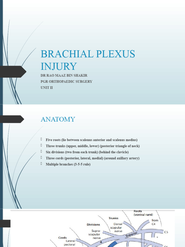 Brachial Plexus Injury | PDF | Anatomical Terms Of Motion | Elbow