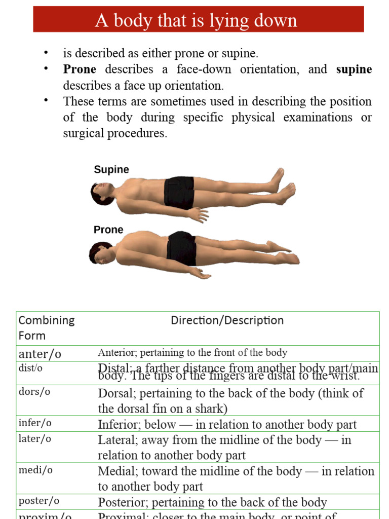Body Positioning and Medical Imaging Terms | PDF | Science & Mathematics