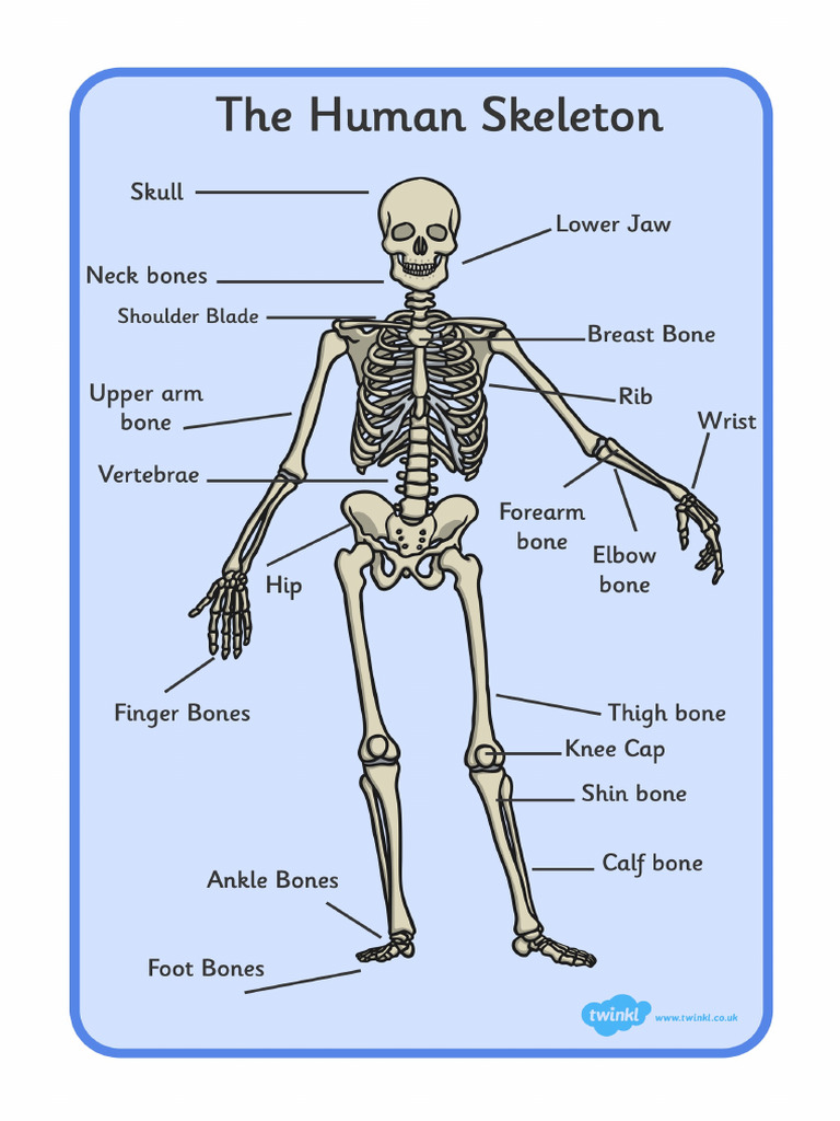 T T 2078 Human Skeleton Display Posters | PDF