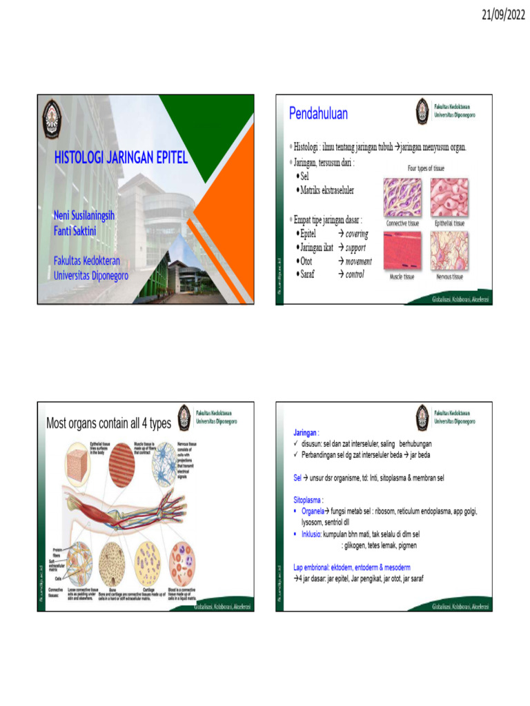 Histologi Jaringan Epitel dan Fungsinya | PDF | Science & Mathematics