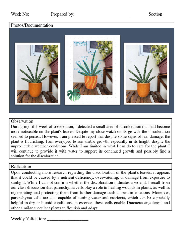 Plant Observation and Care Insights | PDF | Science & Mathematics
