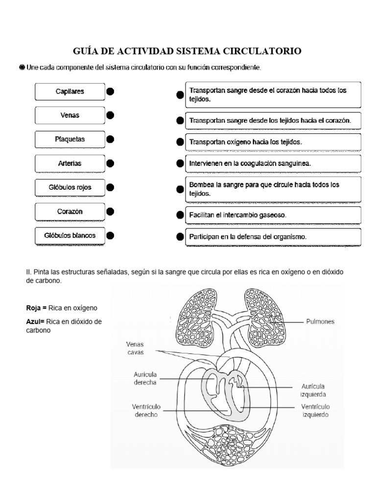 Guía de Actividad Sistema Circulatorio | PDF