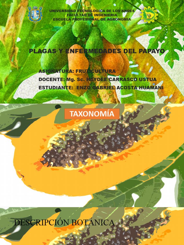 Plagas y Enfermedades de La Papaya | PDF