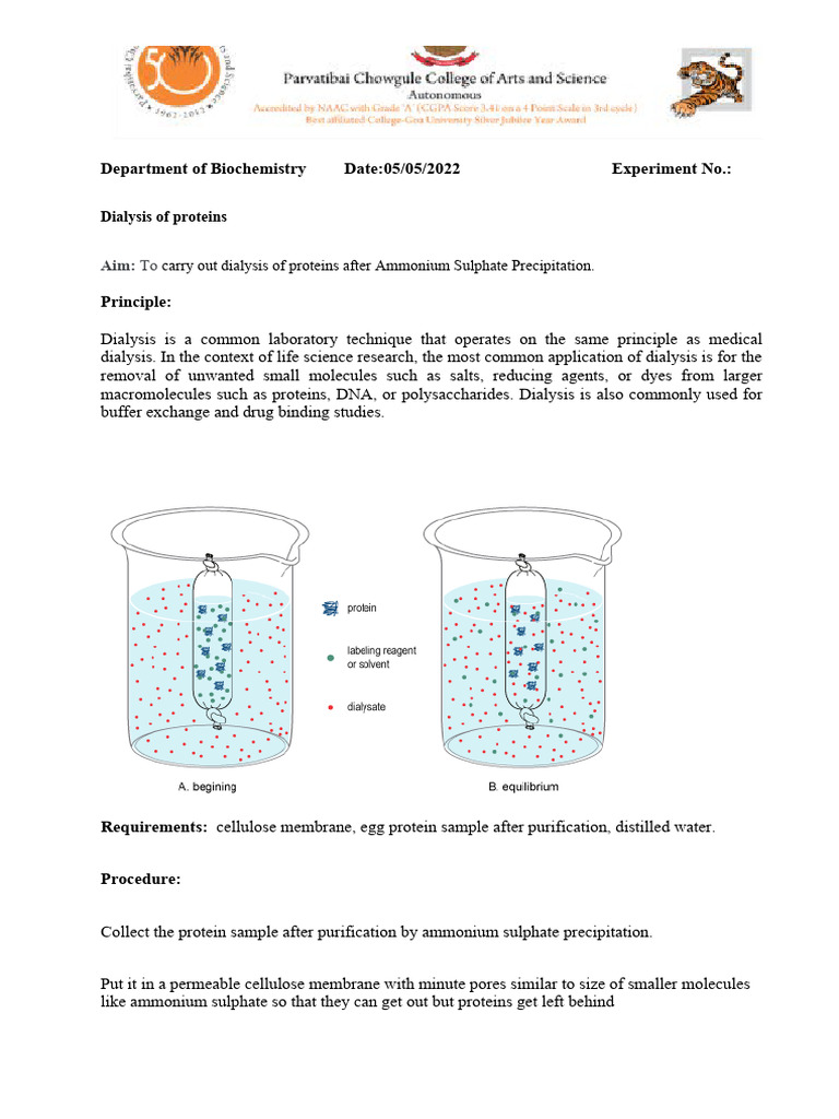 Dialysis of Proteins | PDF