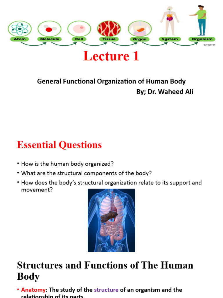 Lecture 1 General Functional Organization of Human Body | PDF