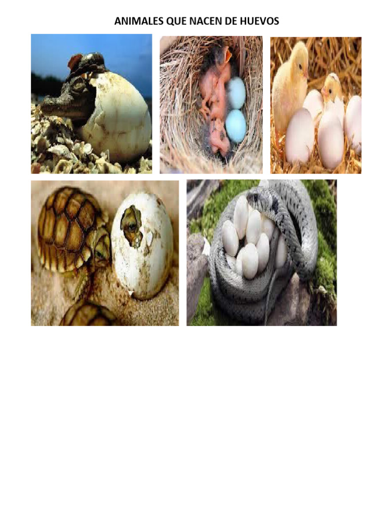 Animales Que Nacen de Huevos | PDF