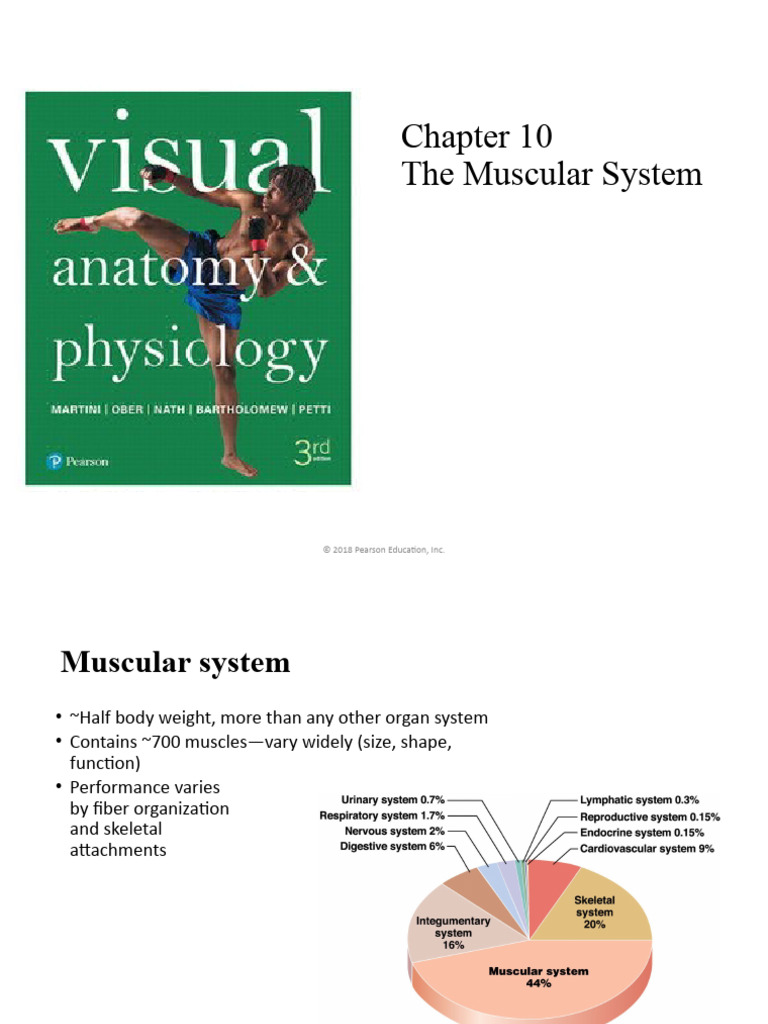 Chapter 10 Muscular System | PDF