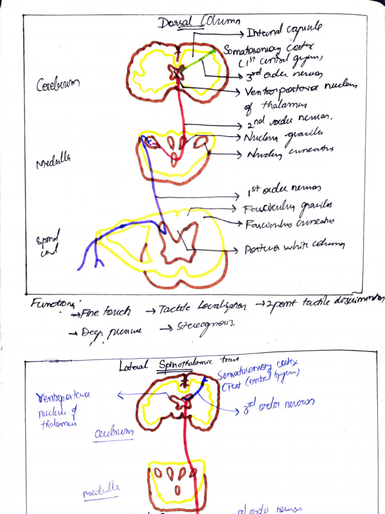 Dorsal column pathway | PDF