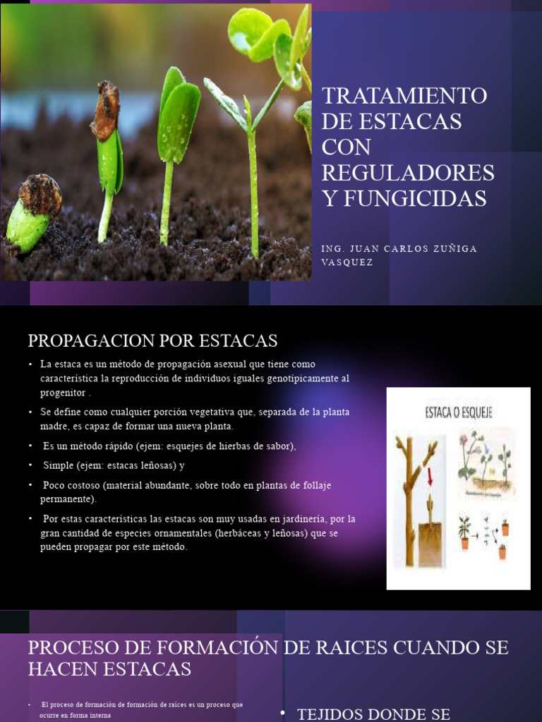Tratamiento de Estacas Con Reguladores y Fungicidas | PDF