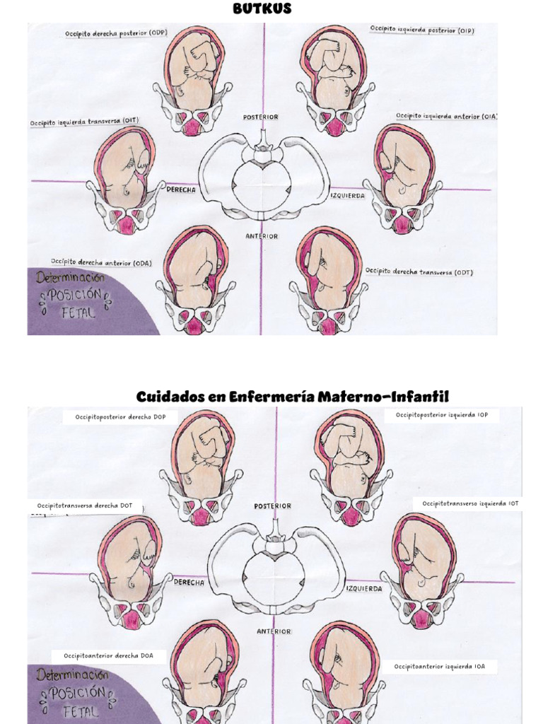 Presentación fetal | PDF