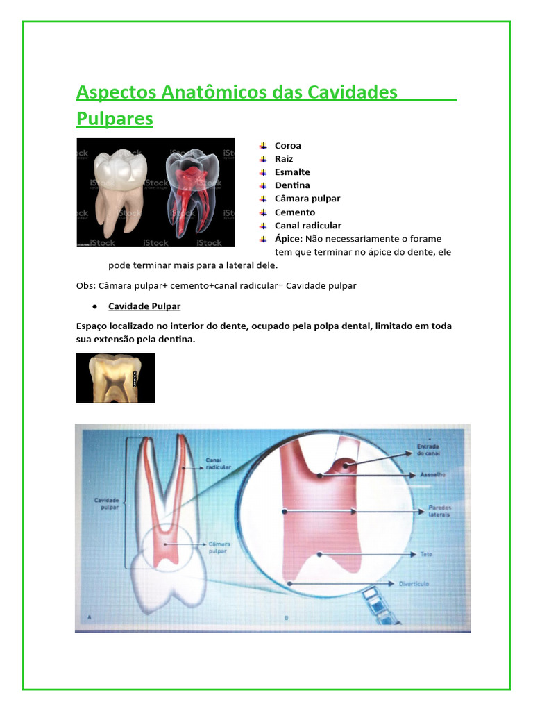 Anatomia Pulpar Endodontia | PDF