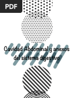 Omentos Mayor y Menor - Anatomía, Ubicación y Función - Kenhub | PDF ...