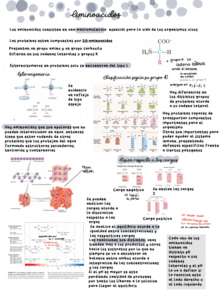 Clase 2 Aminoacidos | PDF