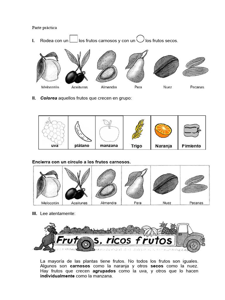 Clasificación de Frutos: Carnosos y Secos | PDF