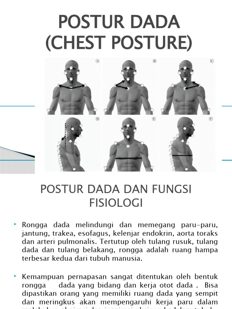 Anatomi Fisiologi 4. DADA | PDF