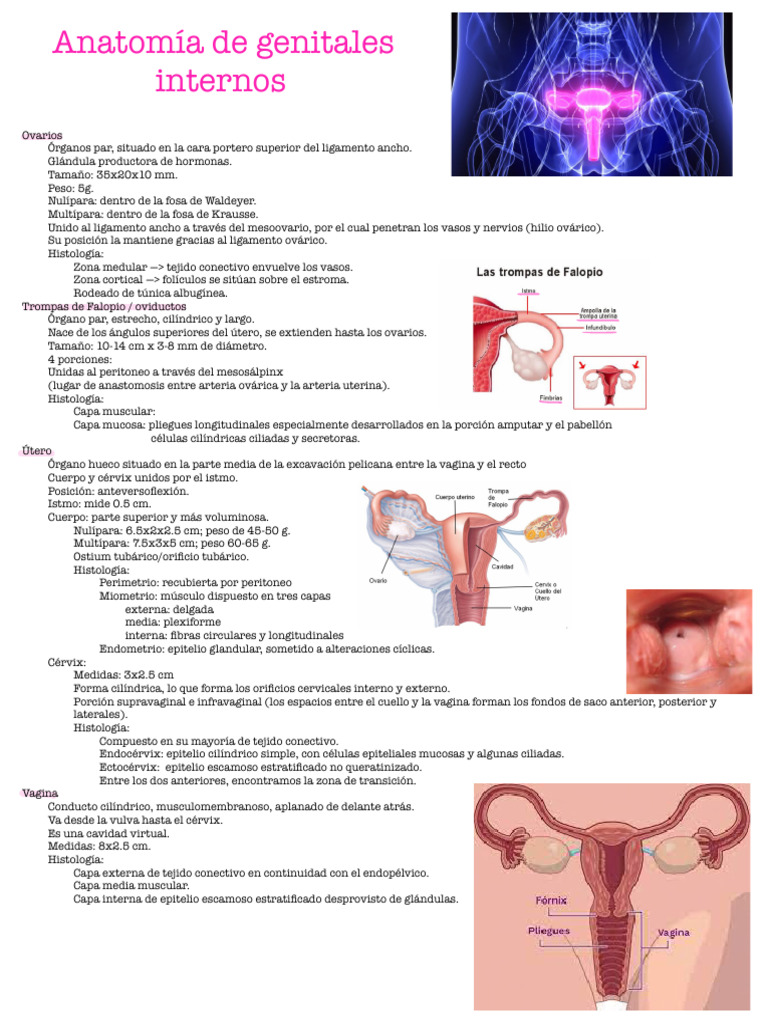 Anatomía de Ovarios y Órganos Reproductivos | PDF | Salud y bienestar