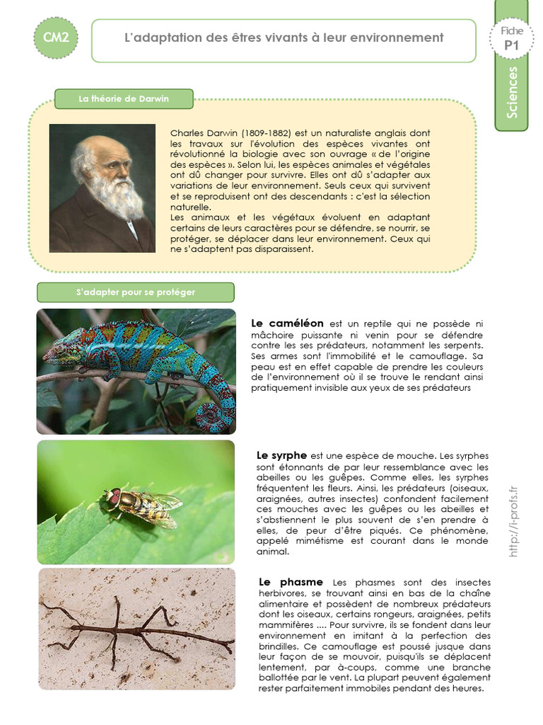Adaptation des êtres vivants CM2 | PDF | Sciences et mathématiques