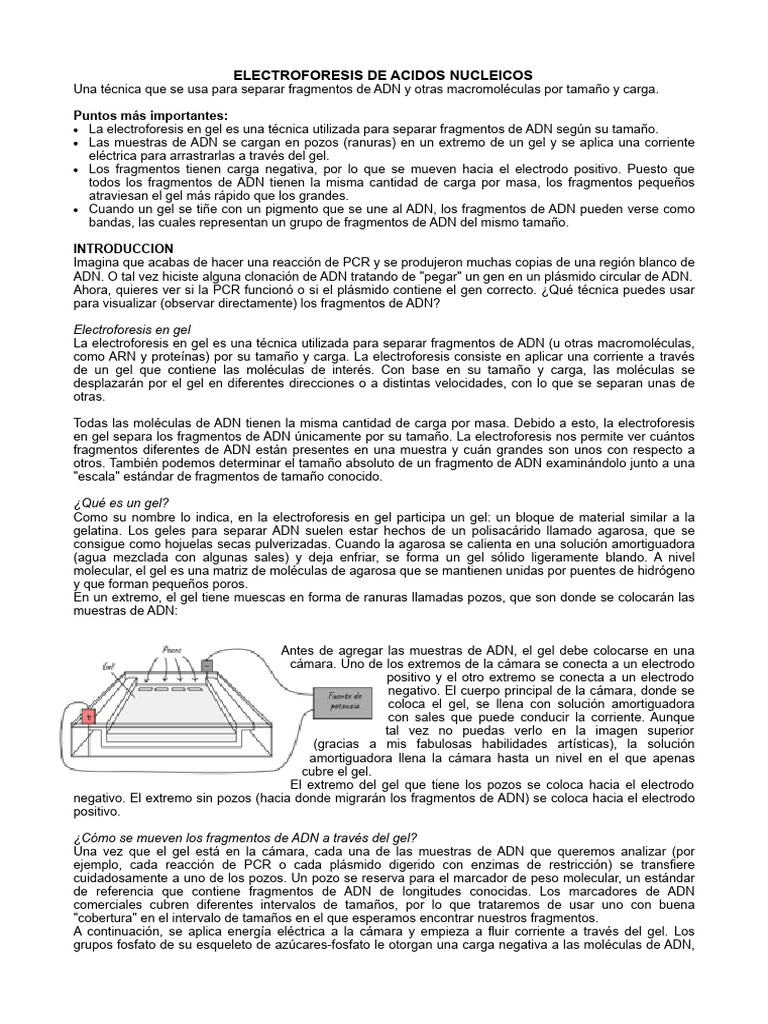ELECTROFORESIS | PDF