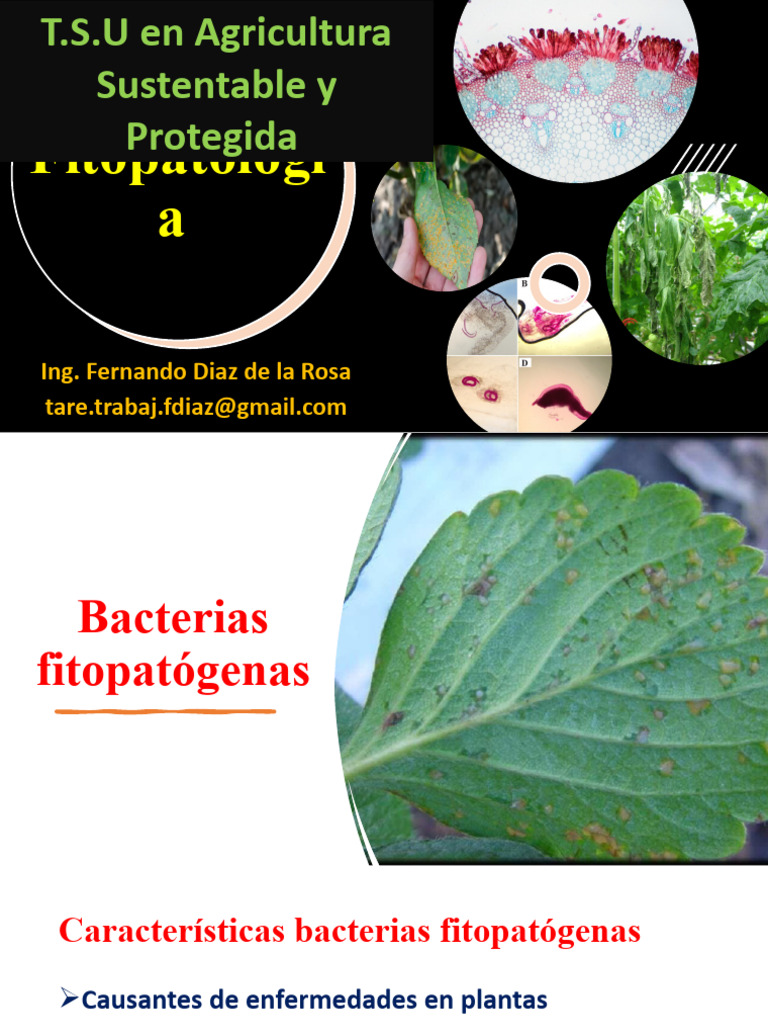 Características de Bacterias Fitopatógenas | PDF | Salud y bienestar