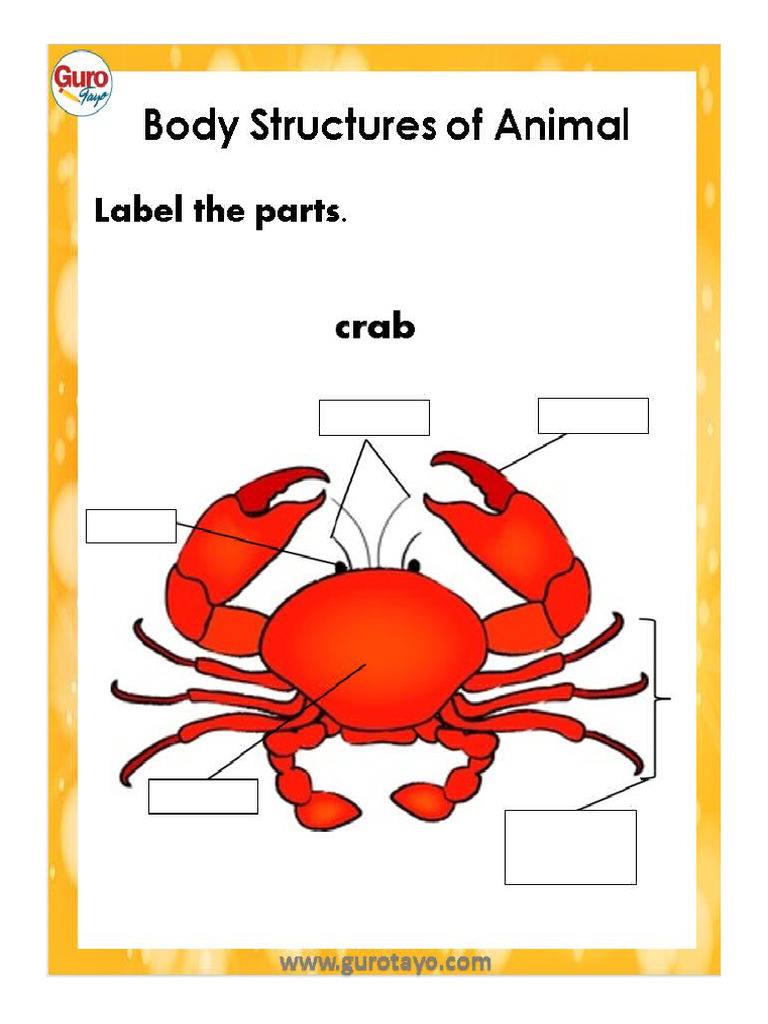 Body Structures of Animals | PDF