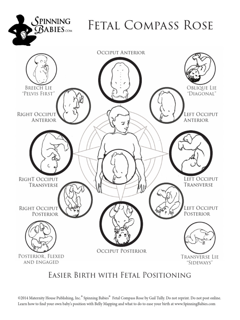 Fetal Compass | PDF