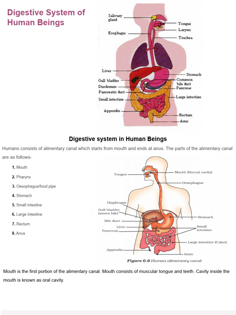 Life Processess (Digestion in Humans) | PDF