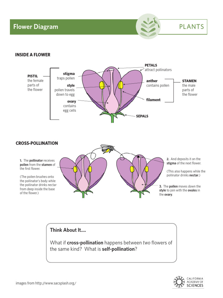 PLANTS Flower Diagram - 297 - Flower - Diagram | PDF