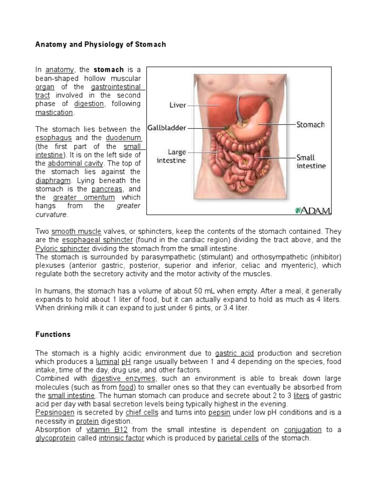 Anatomy and Physiology of the Stomach | PDF