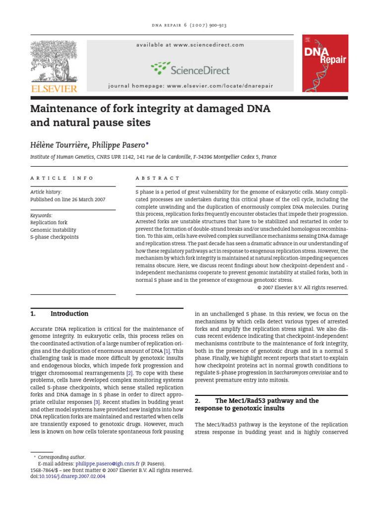 2007 Protection of Replication Fork at Damaged DNA | PDF | Science ...