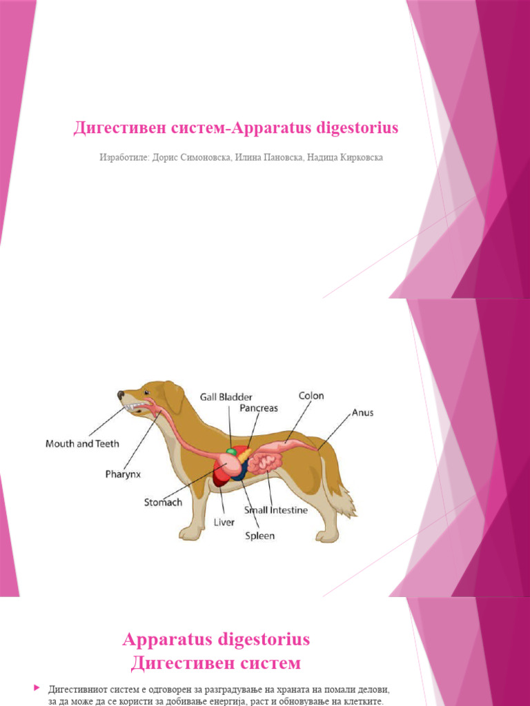 Дигестивен Систем Apparatus Digestorius 1 | PDF