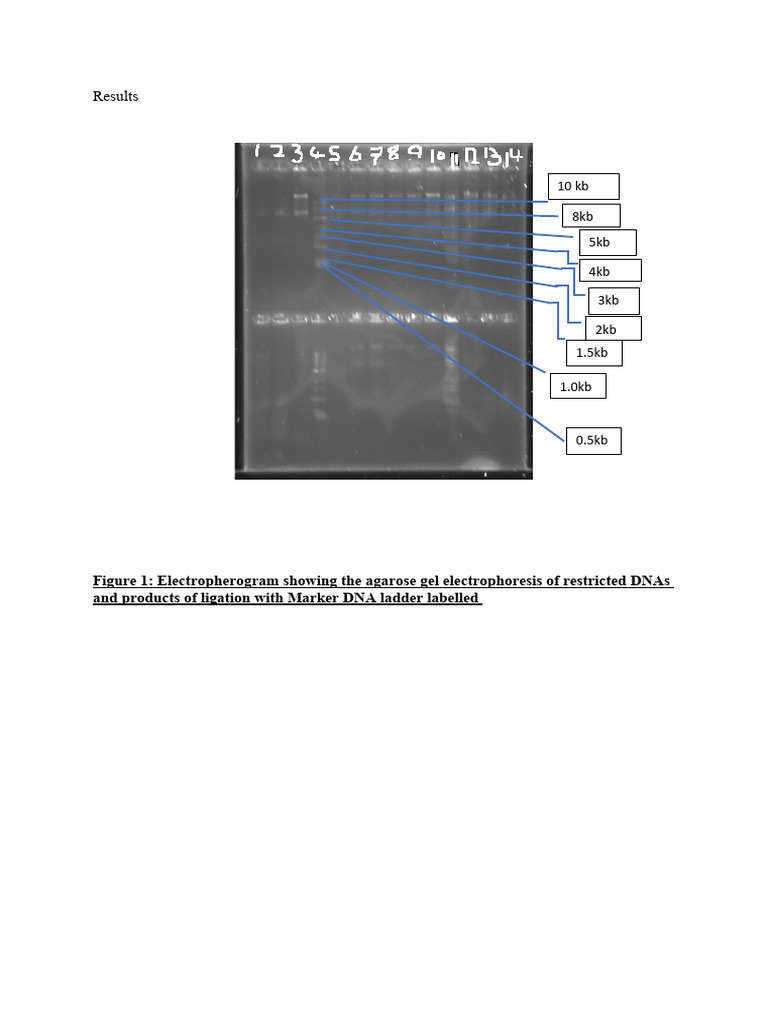 Lab 8 and 9b Results | PDF