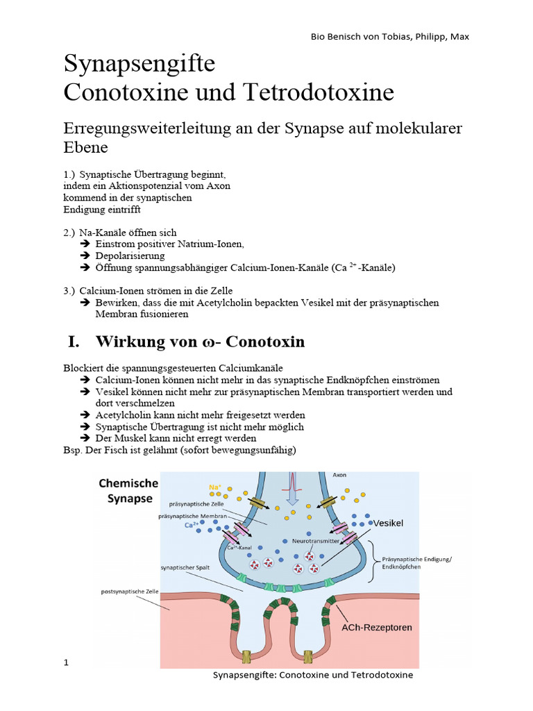 Synapsengifte, Conotoxine Und Tetrdotoxine | PDF