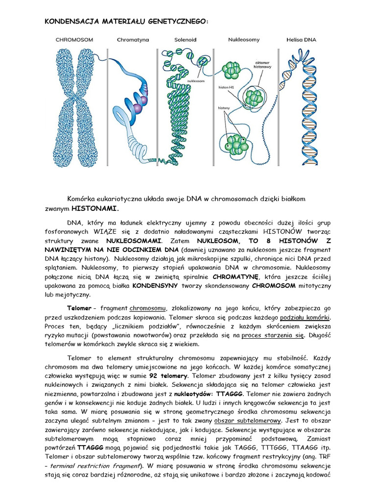Biologia - Chromosomy | PDF