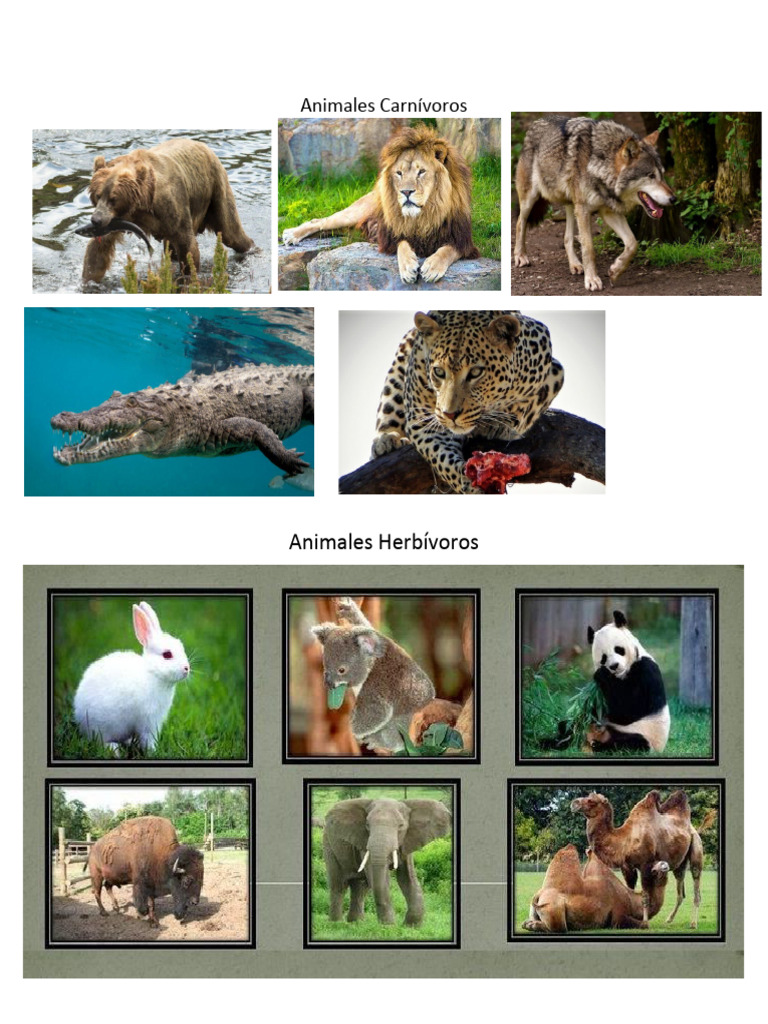 Animales Carnívoros | PDF