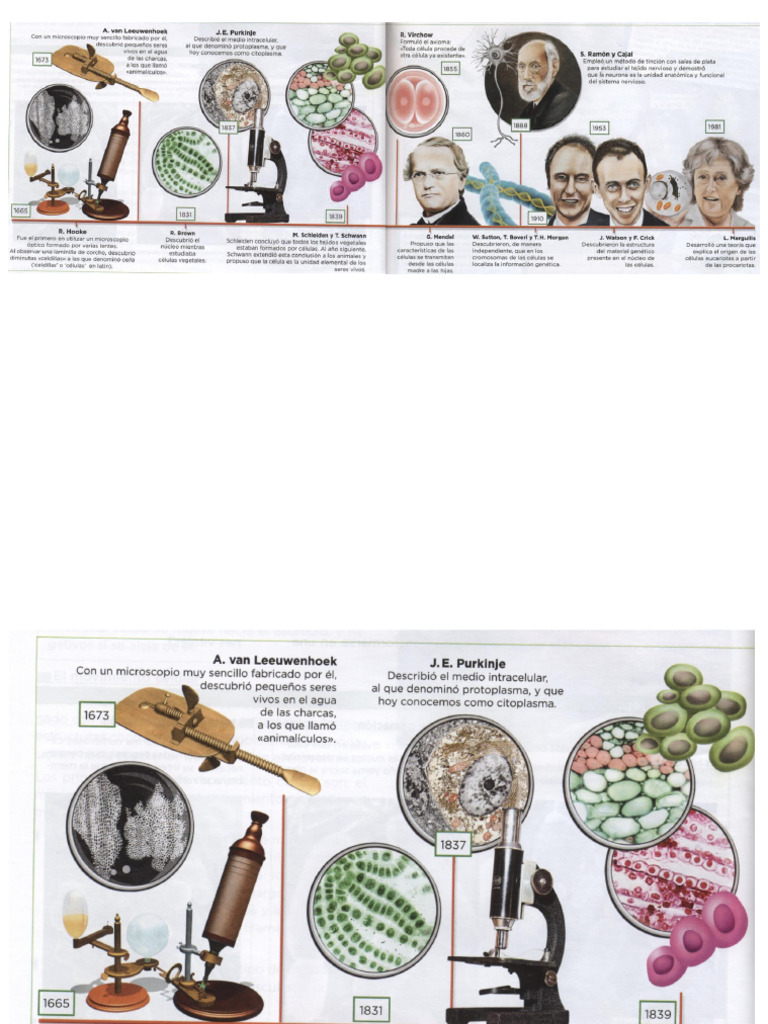 Teoría Celular. Linea Del Tiempo. | PDF