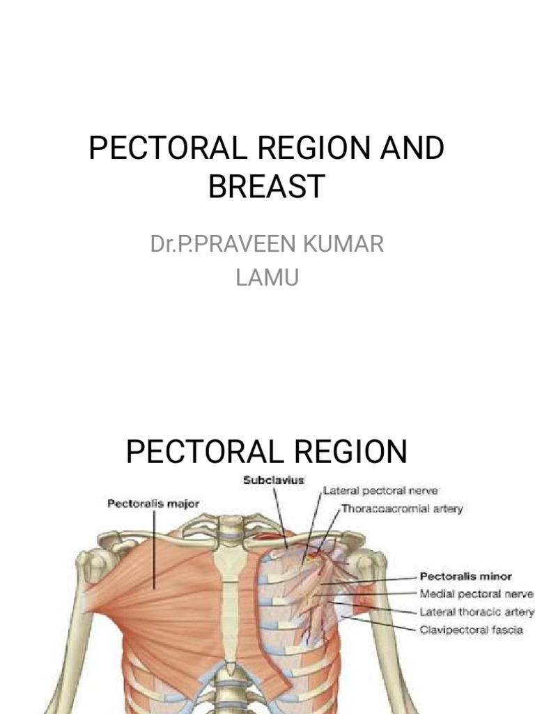Pectoral Region and Breast | PDF