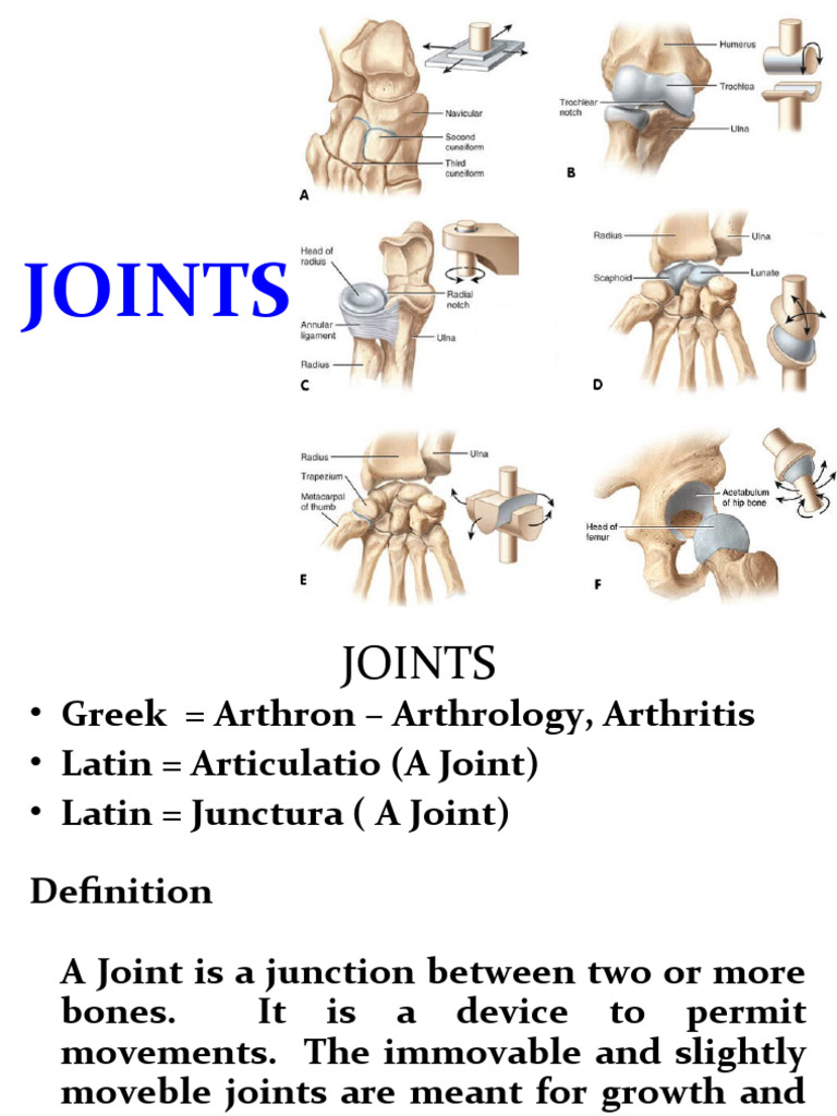 Anatomy of Joints | PDF | Joint | Skull