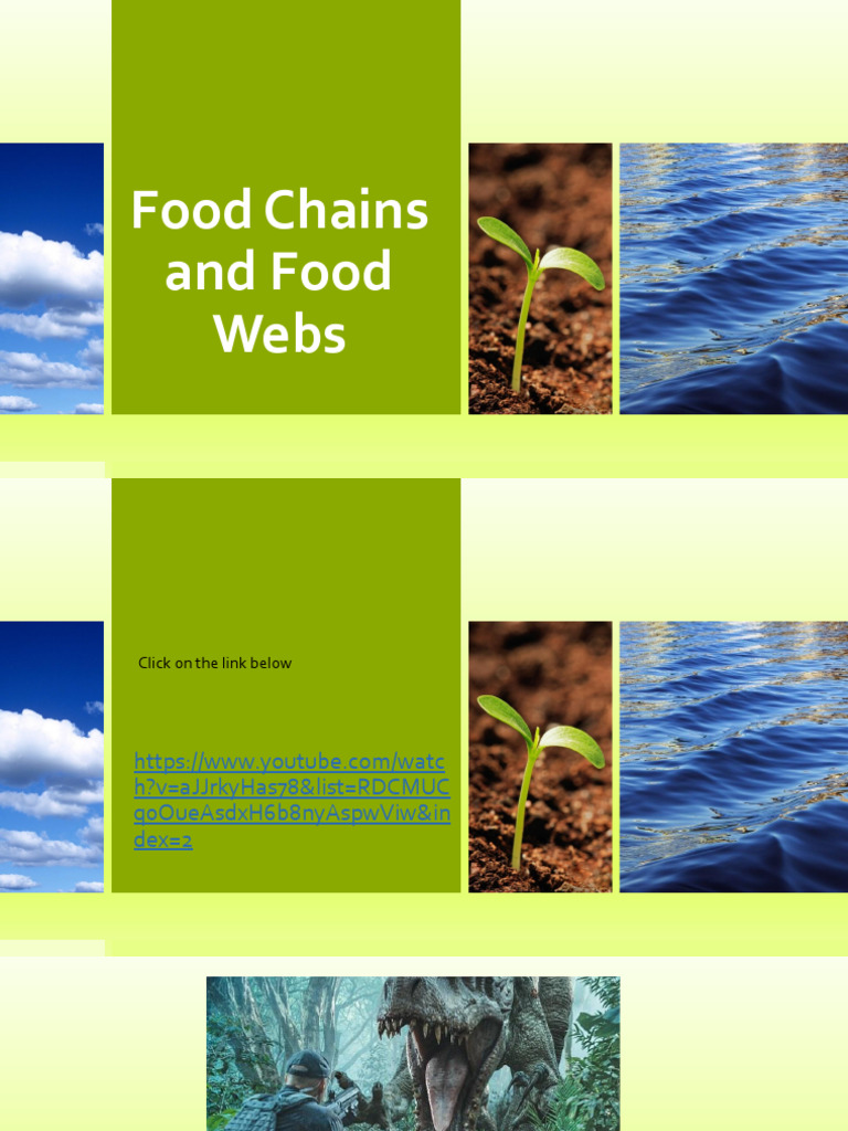 Food Chains | PDF | Food Web | Predation