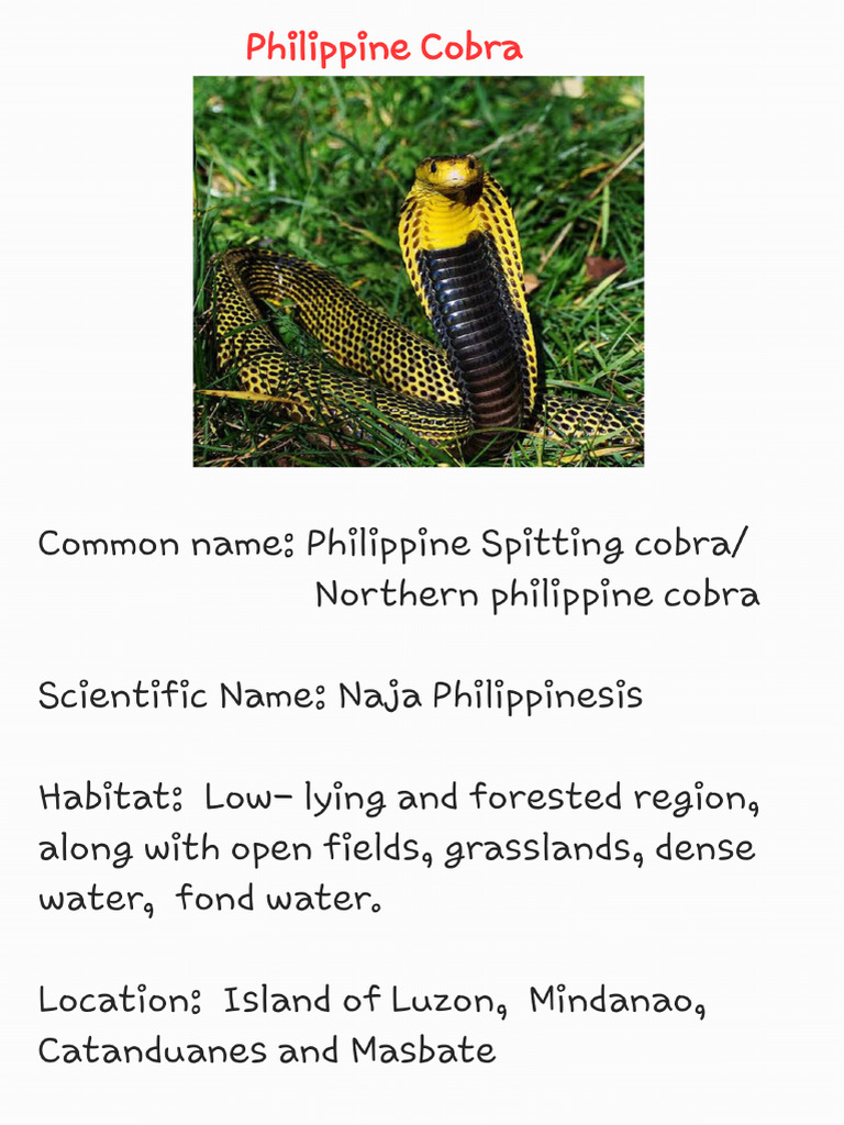 Philippine Cobra | PDF