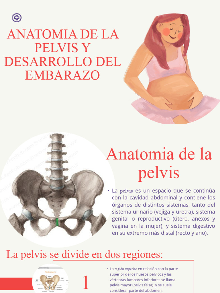 Anatomia de La Pelvis | PDF
