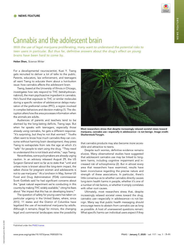 Cannabis | PDF | Cannabis (Drug) | Schizophrenia