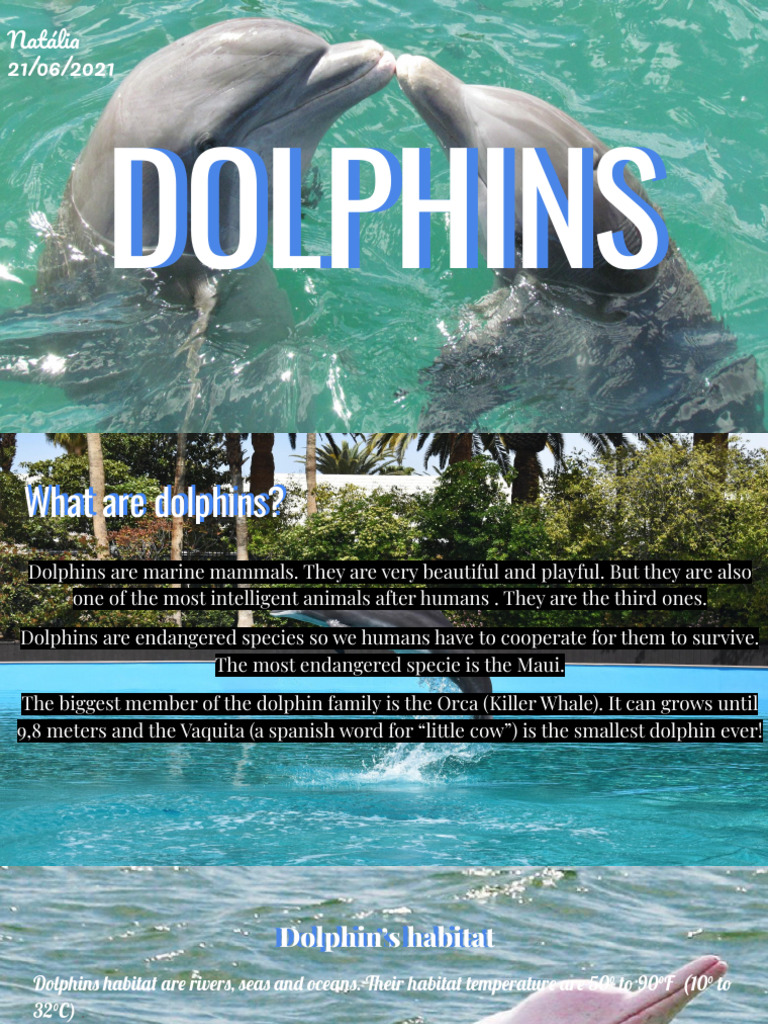 Dolphins | PDF