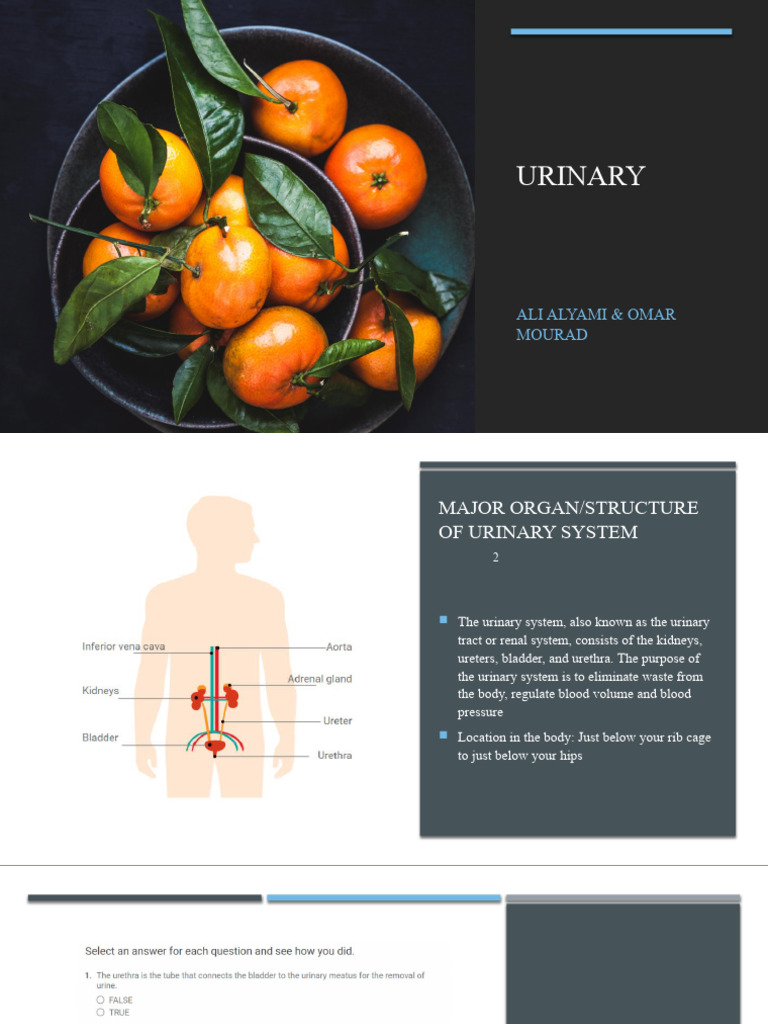 Urinary System | PDF