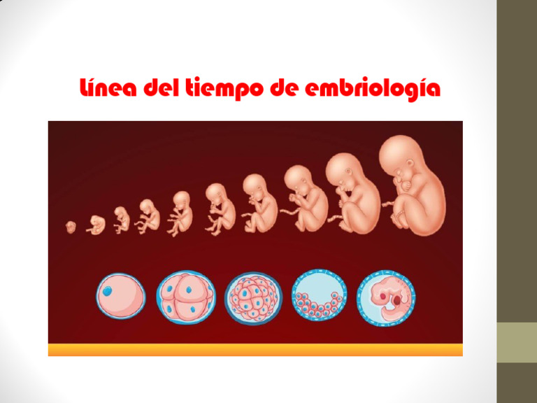 Línea Del Tiempo de Embriología | PDF