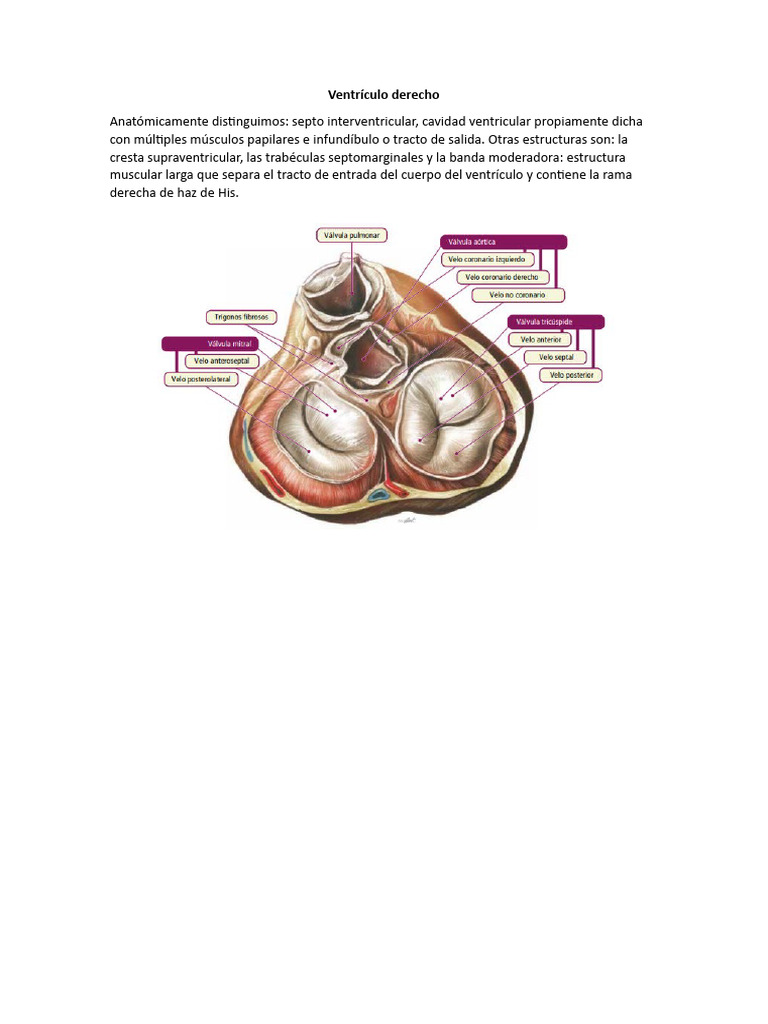 Anatomía y Fisiología Cardiaca Ventriculo Derecho Capitulo 1 Manual Mir ...
