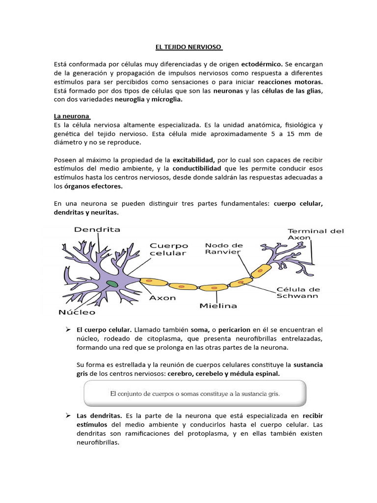 TEJIDO_NERVIOSO | PDF | Neurona | Axon