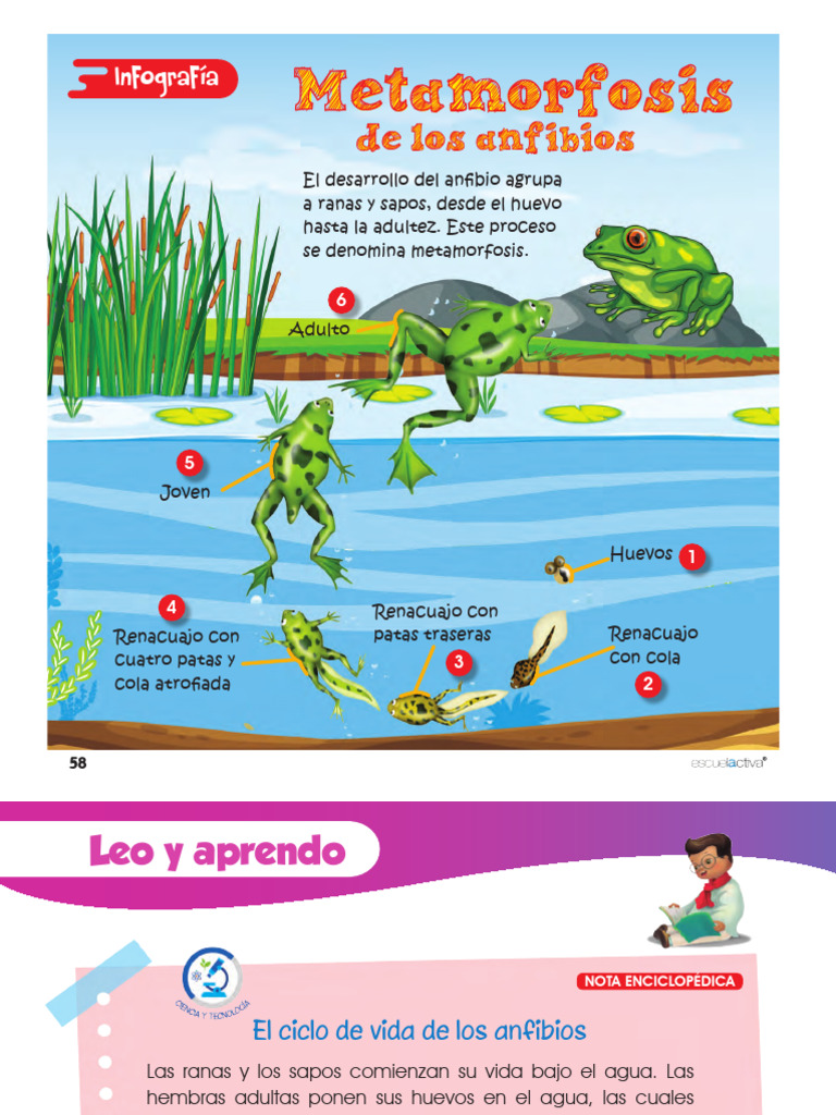 Ciclo De Vida De Los Anfibios Ciclo De Vida De Una Rana Safari