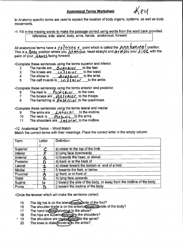 Anatomical Terms Worksheet Review KEY | PDF