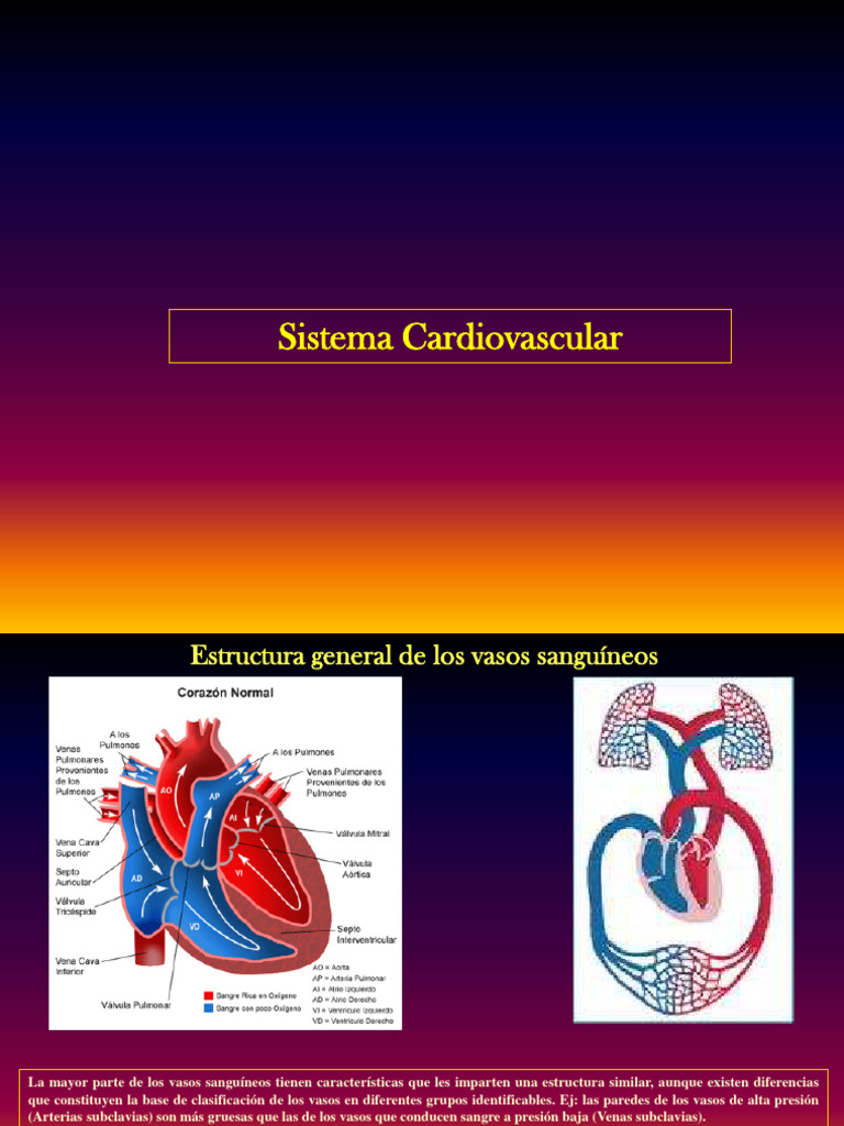 Sistema Cardiovascular PPT | PDF